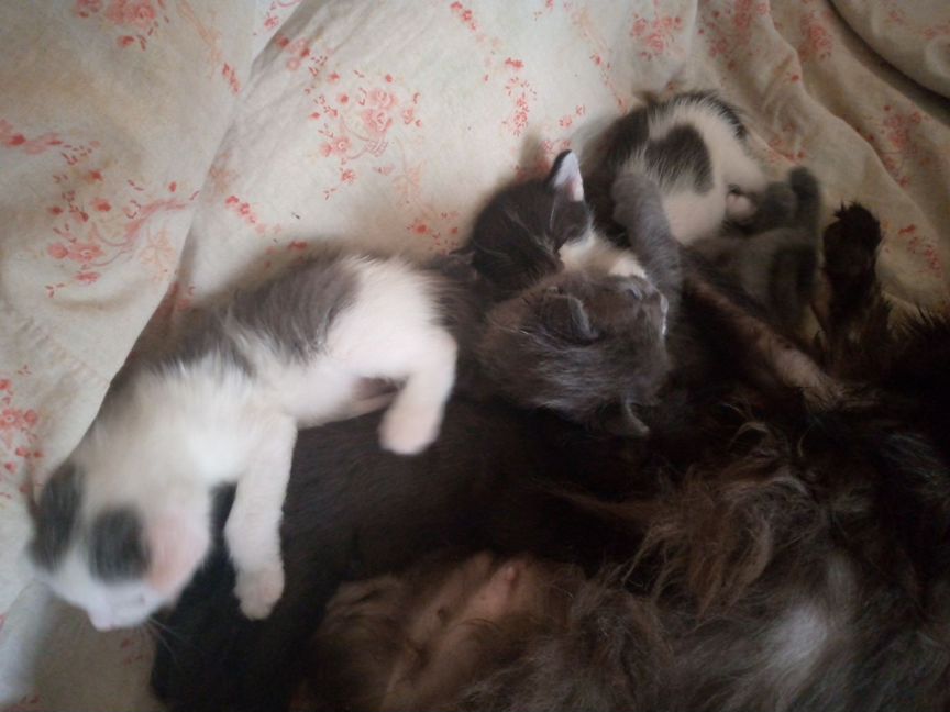 Отдам бесплатно котят, (3 кота) родились 14 апреля