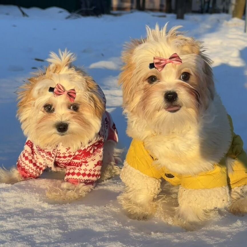Прекрасные девчоночки бивер-йорочки
