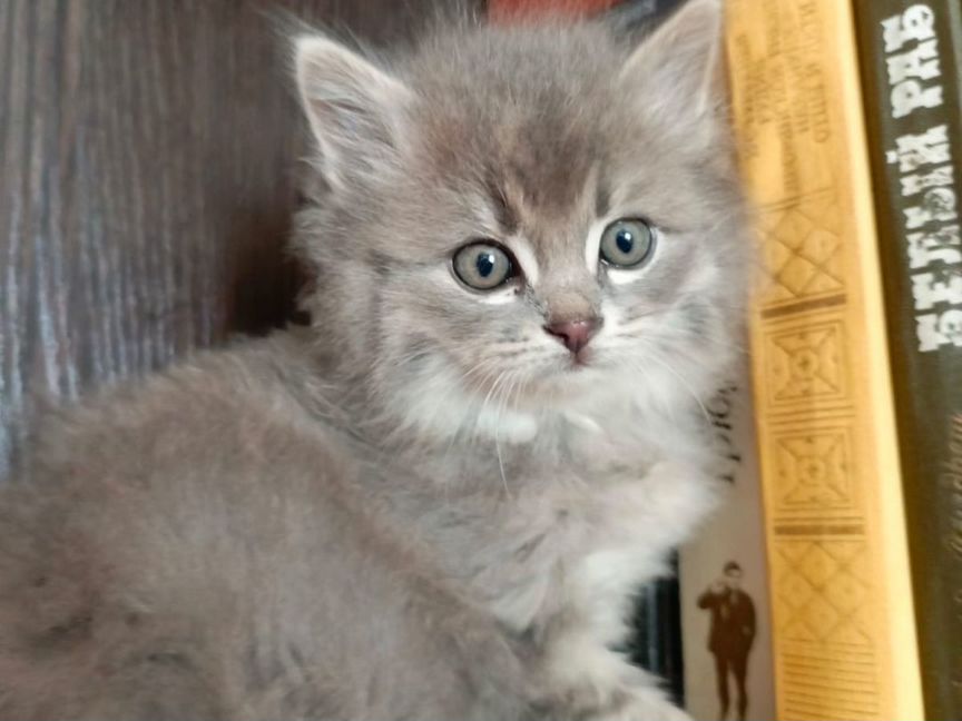 Серебристые коти с обложки календаря
