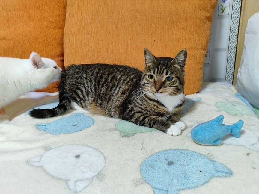 Кошка в добрые руки