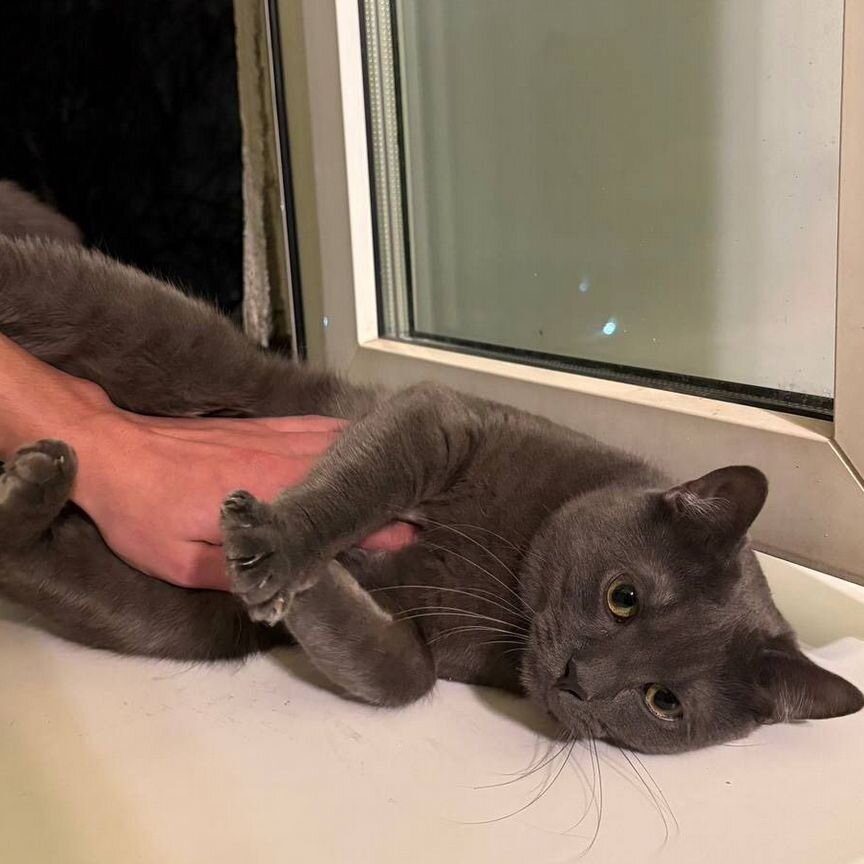 Шотландский вислоухий длинношёрстный котёнок