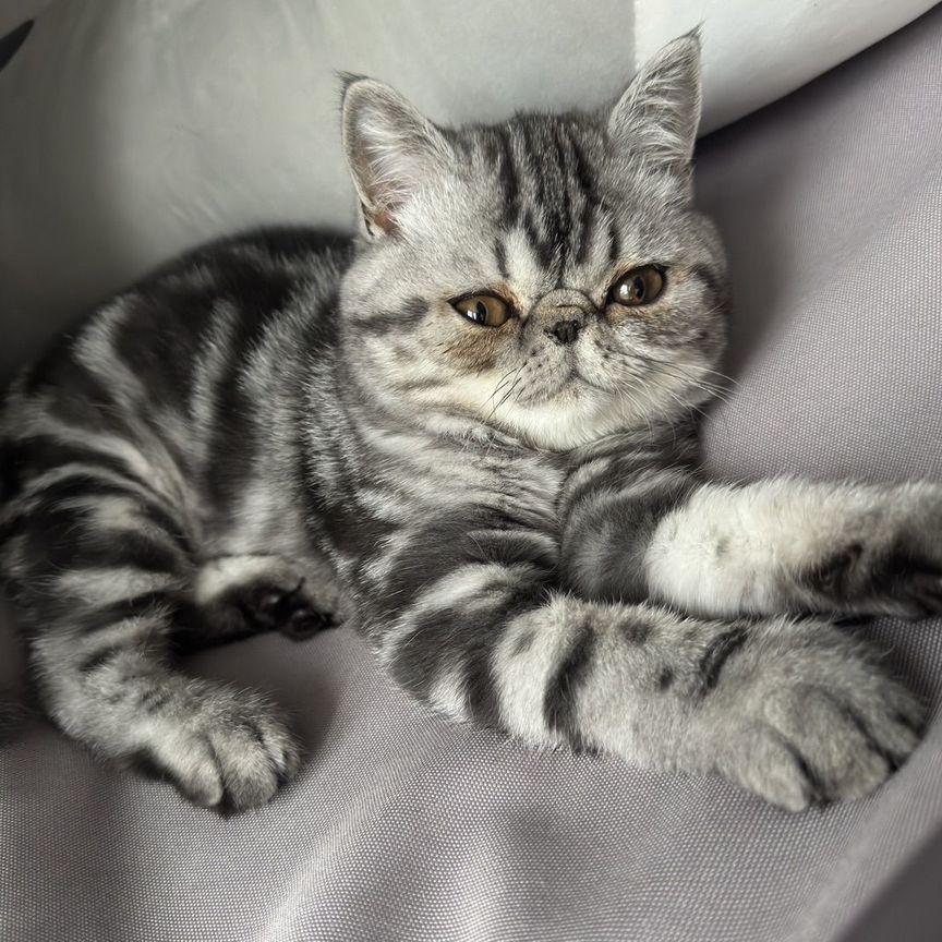 Персидские котята экзоты
