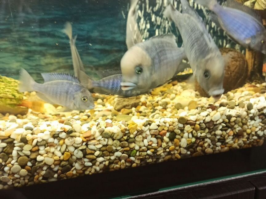 Аквариумные рыбки цихлиды