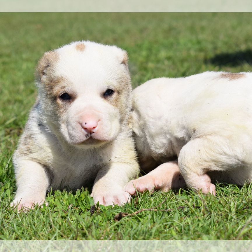 Среднеазиатская овчарка, щенок