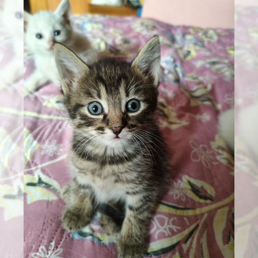 Котёнок в добрые руки