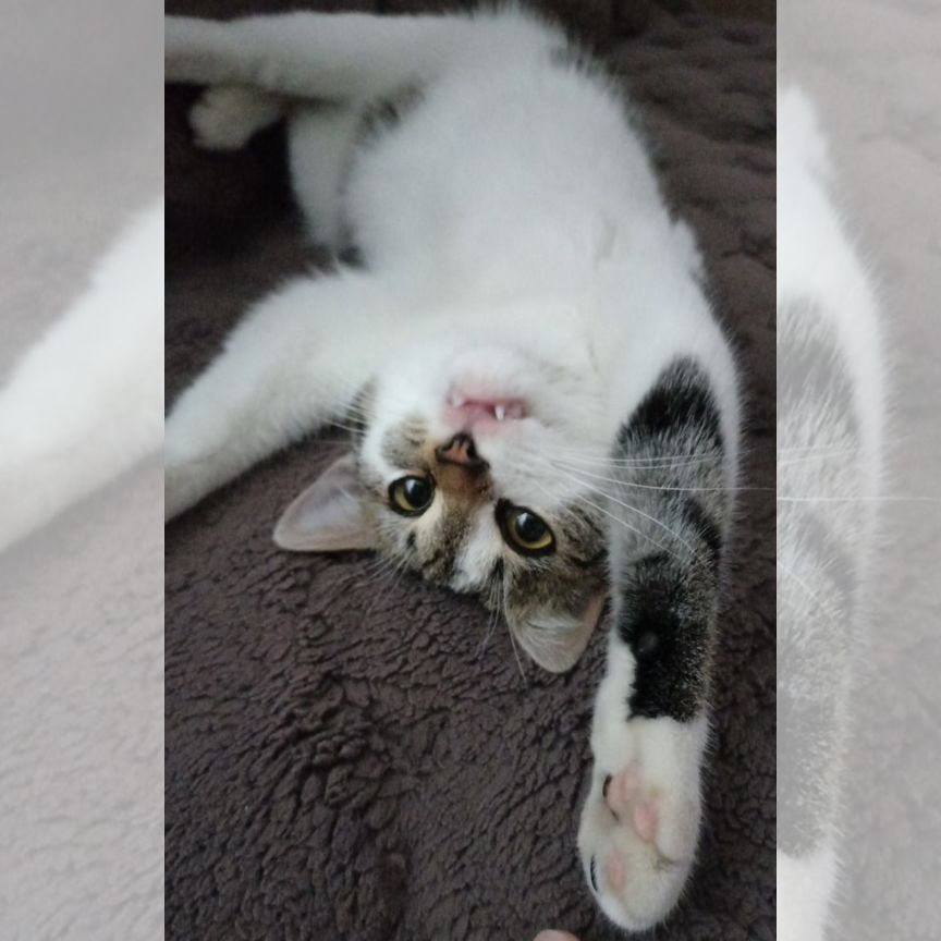 Отдадим милого котика в добрые руки