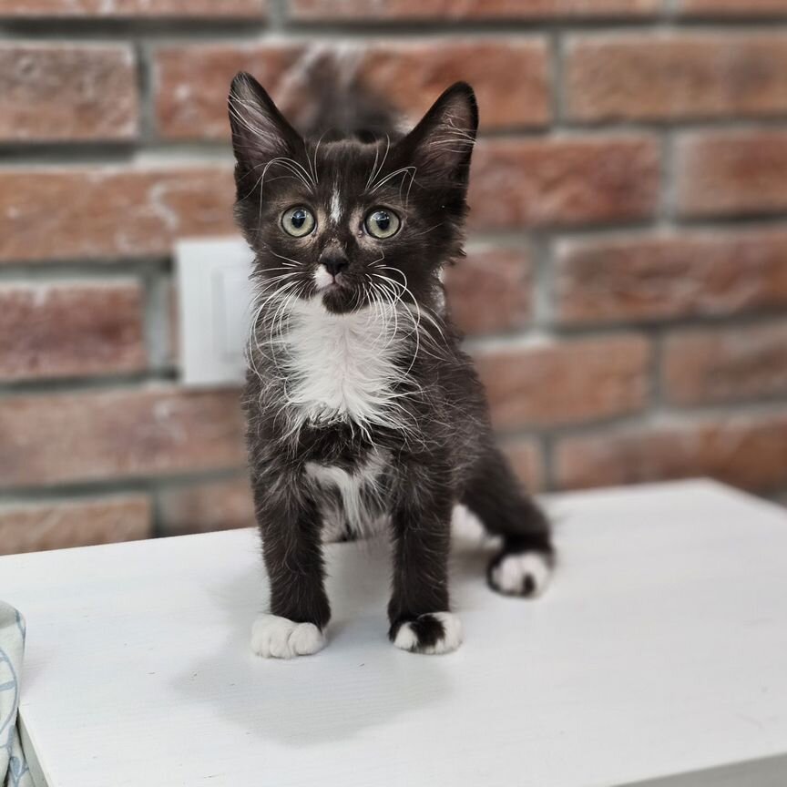 Котёнок Мультик 2мес. Ждёт мам и пап