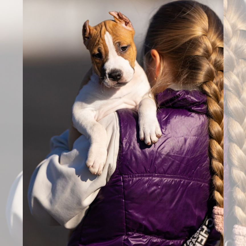 Американский стаффордширский терьер, щенок