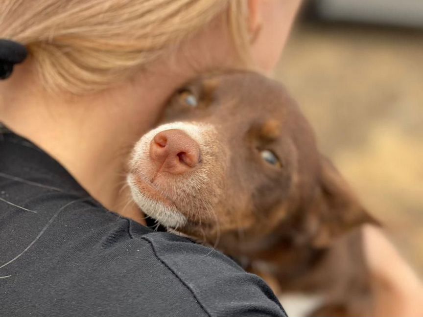 Лилу маленькая собачка