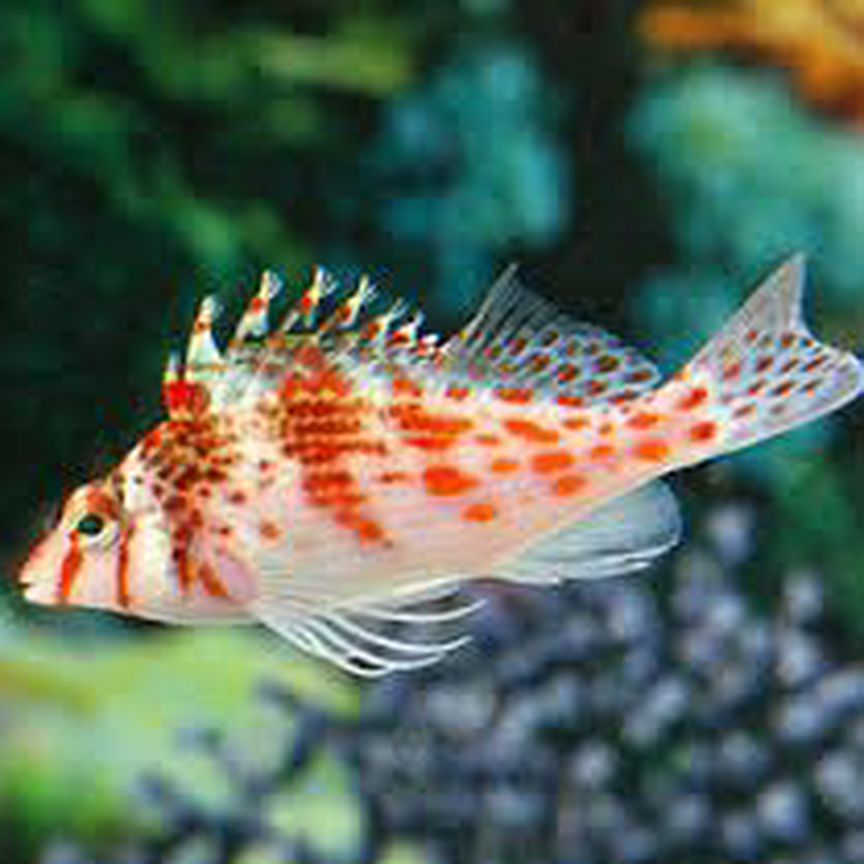 Морская рыба Кудрепер Фалько