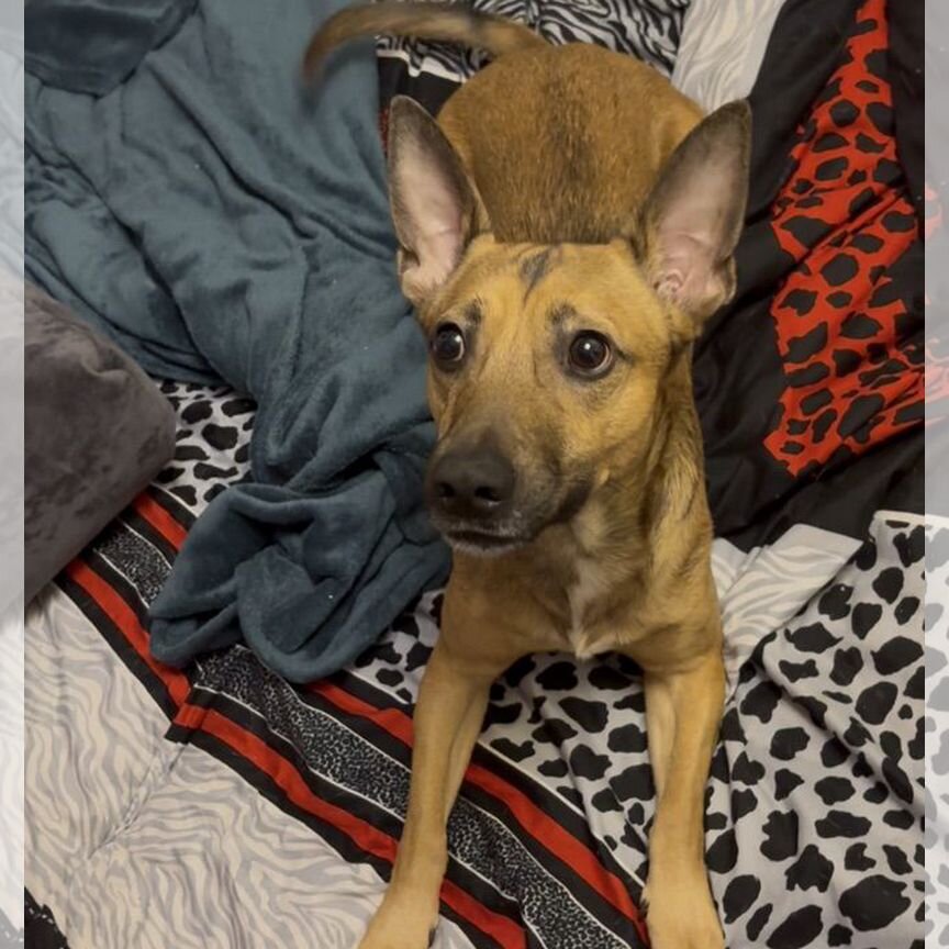 Взрослая собака в добрые руки