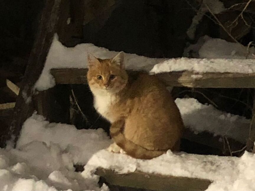 Котенка выгнали на мороз