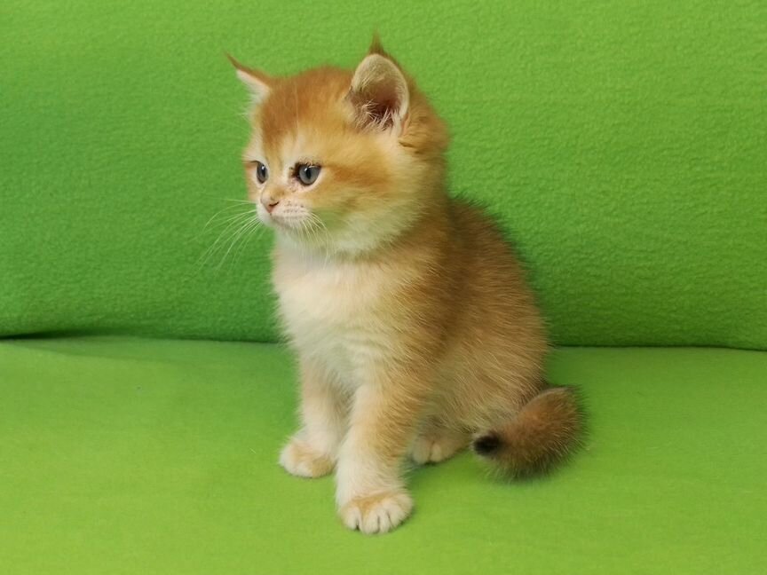 Котенок Золотая шиншилла ny12