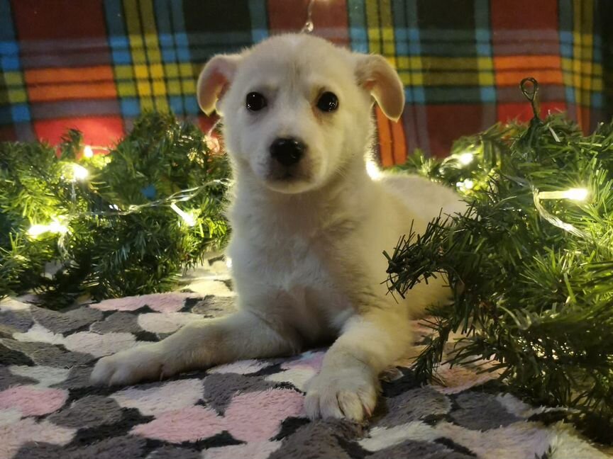 Милашки в добрые руки