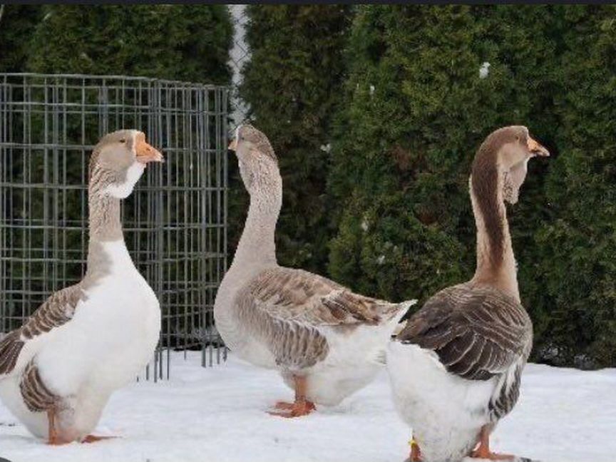 Холмогорские гуси