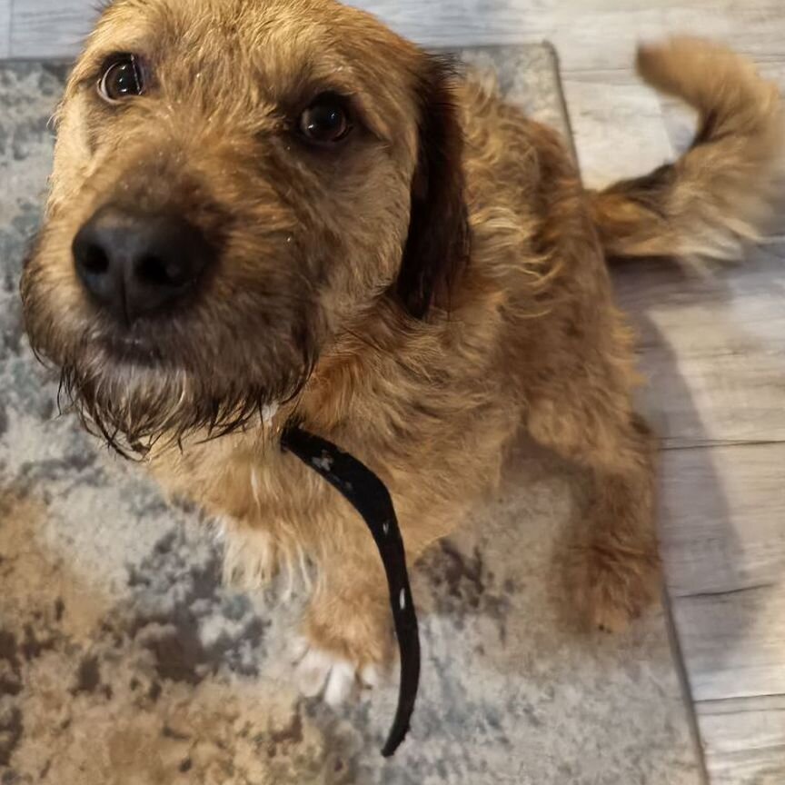 Дратхаар, взрослый пёс