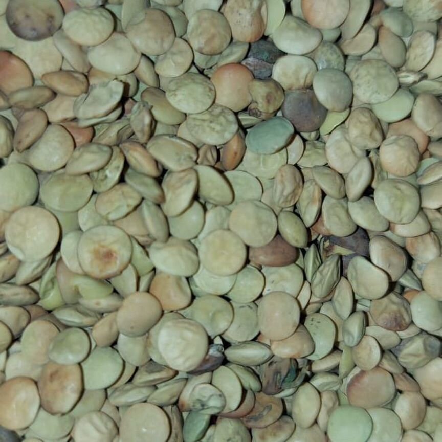 Чечевица зеленая оптом