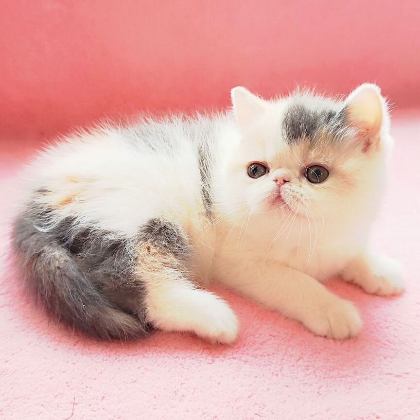 Девочка экзотка