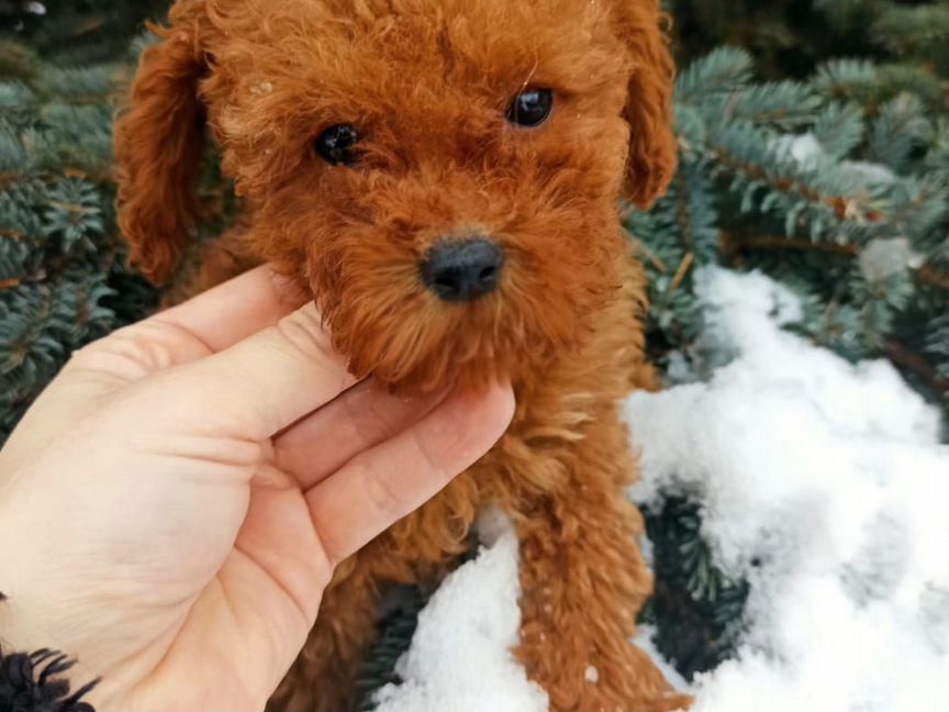 Яркие той пудель