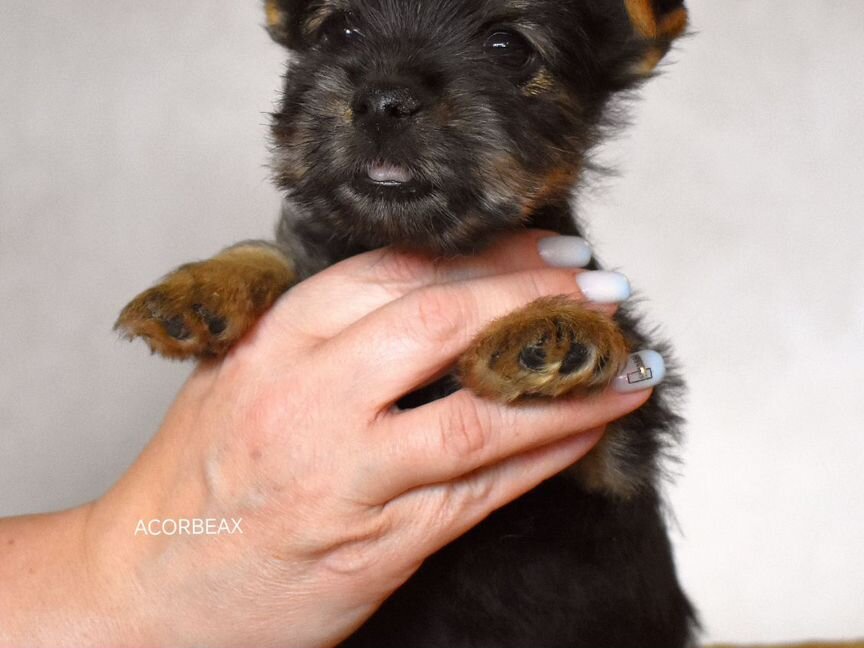 Норвич терьер мальчик полностью привит