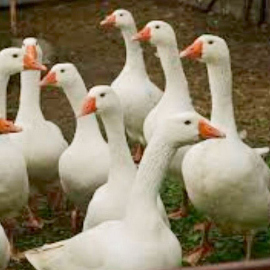 Продаю гусей