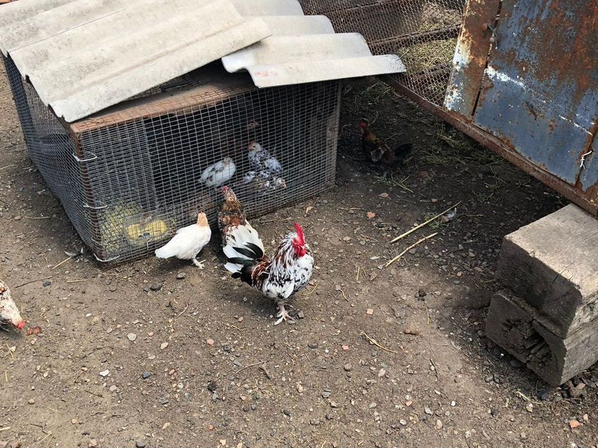 Карликовые куры, бентамки