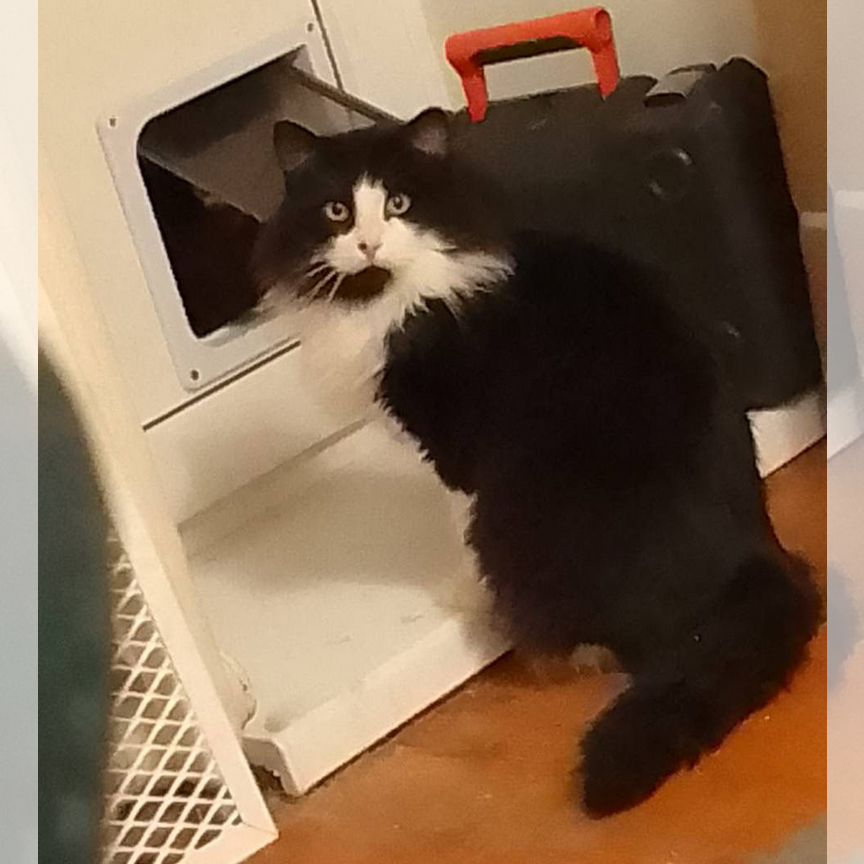 Котики бесплатно в добрые руки