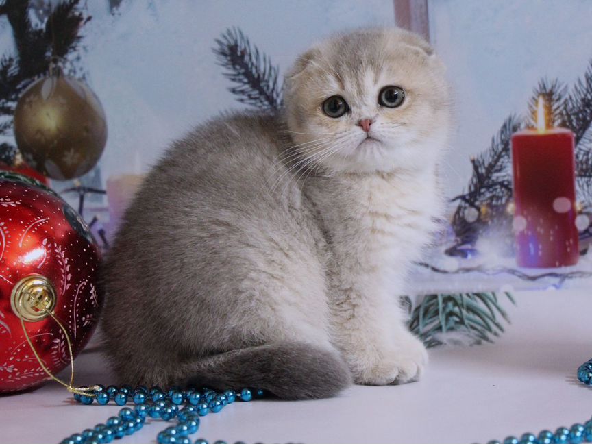 Золотой котенок