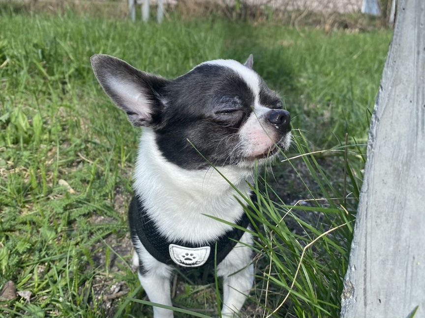 Вязка чихуахуа мальчик