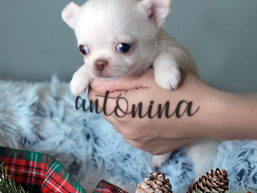 Мини девчонка