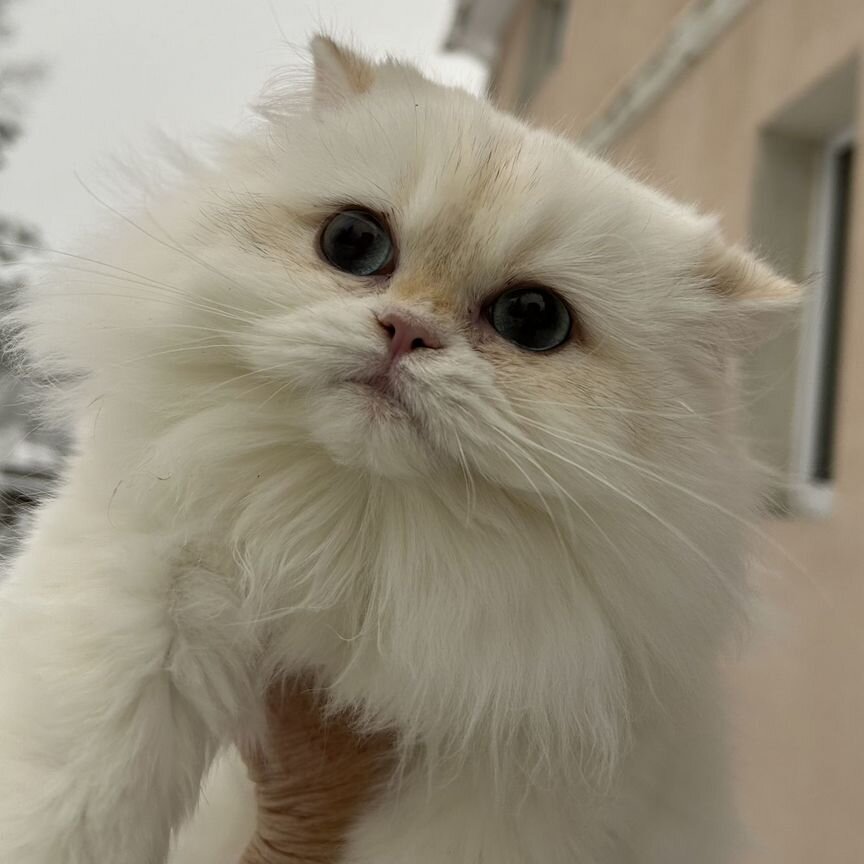 Породистые котики