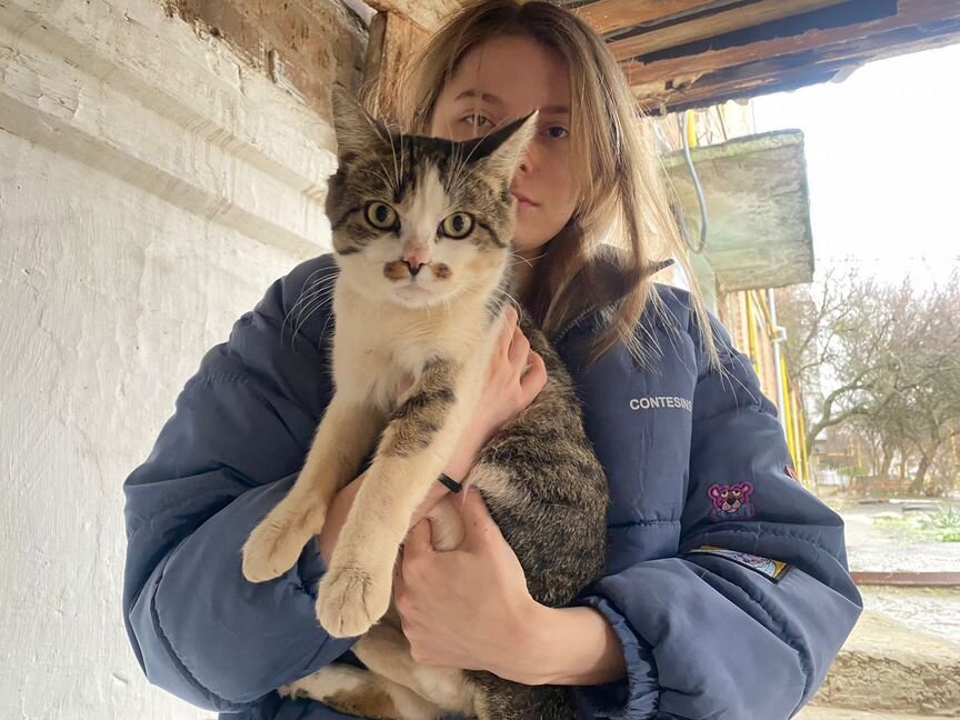 Кошки в добрые руки бесплатно