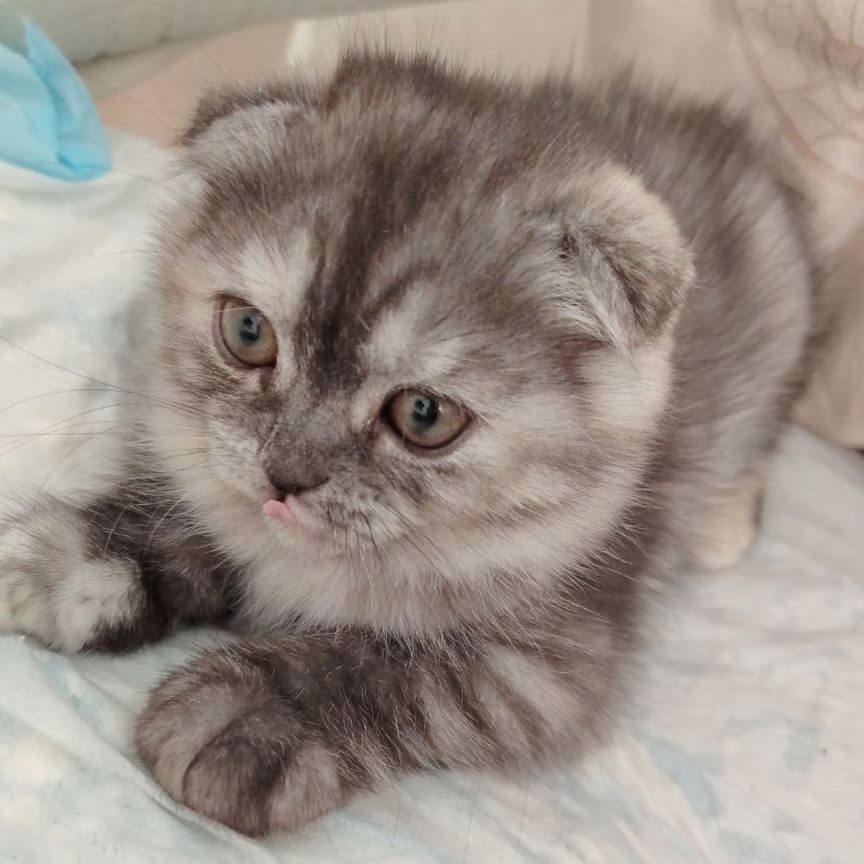 Шотландский вислоухий короткошёрстный котёнок