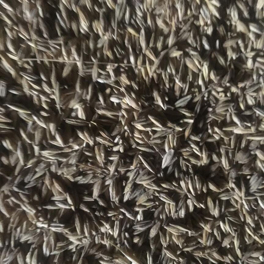 Зерно ячмень