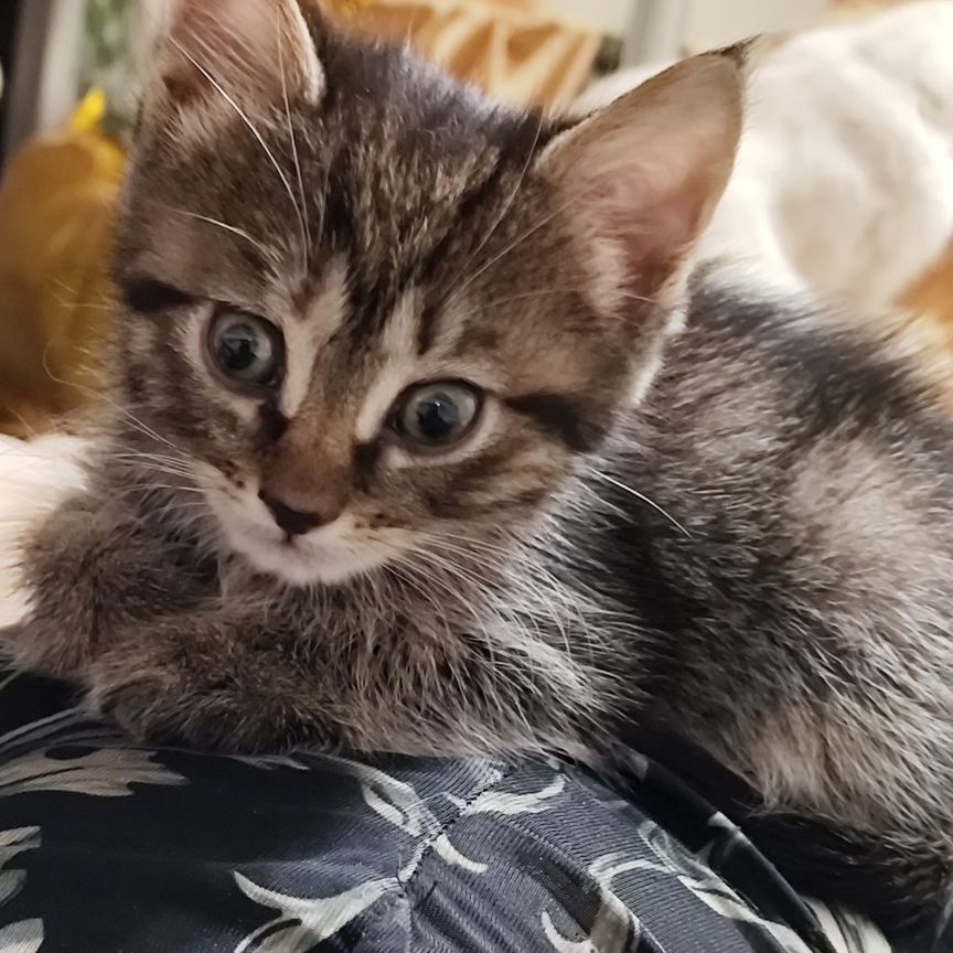 Котятки в добрые руки, мальчик и девочка