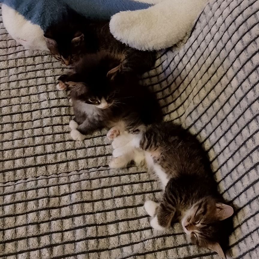 Котята