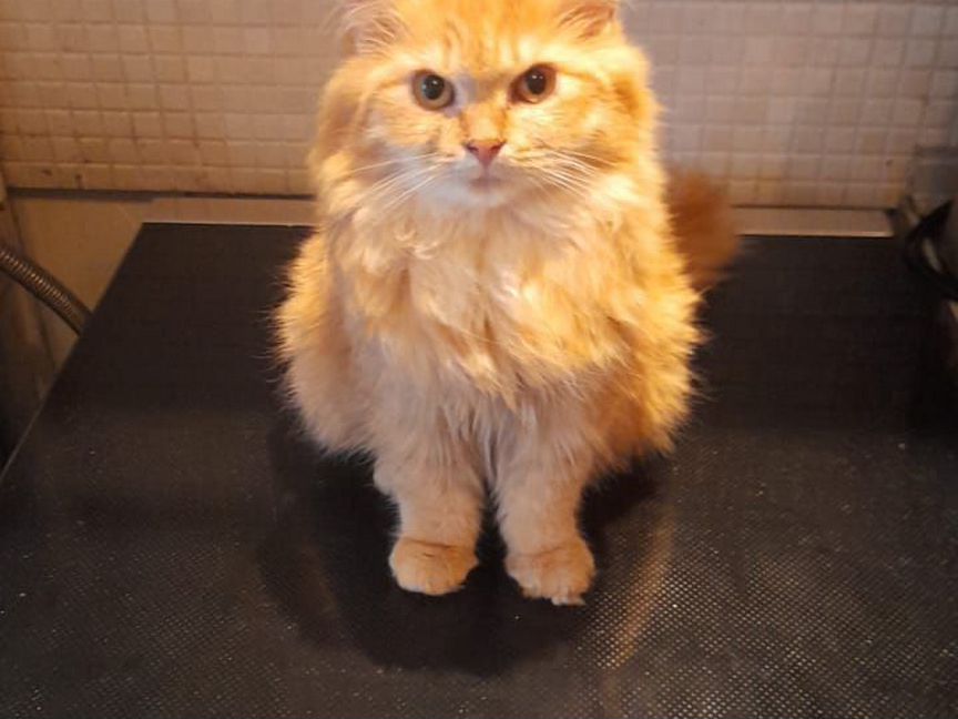 Сибирская девочка Рыжуля