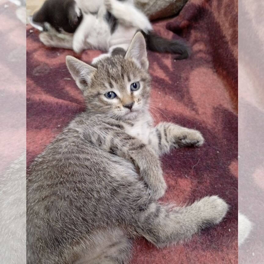 Котёнок в добрые руки