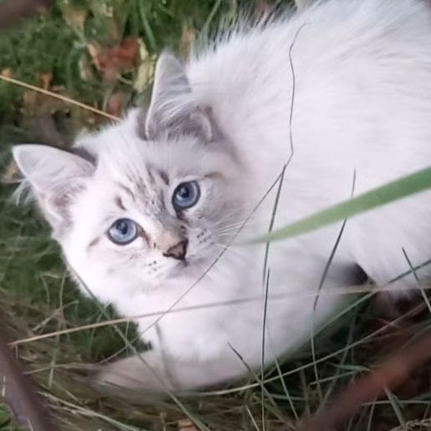 Кошечка Феня ищет добрых хозяев