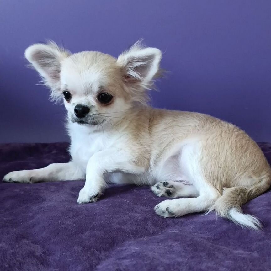 Чихуахуа, щенок