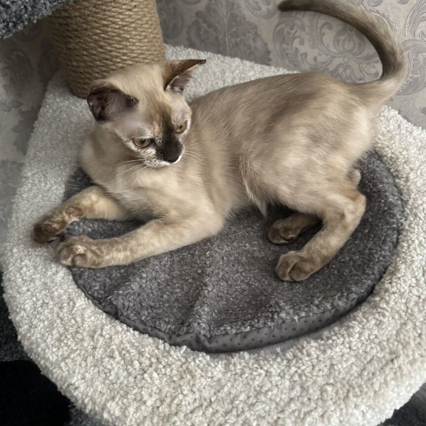 Бурманская девочка