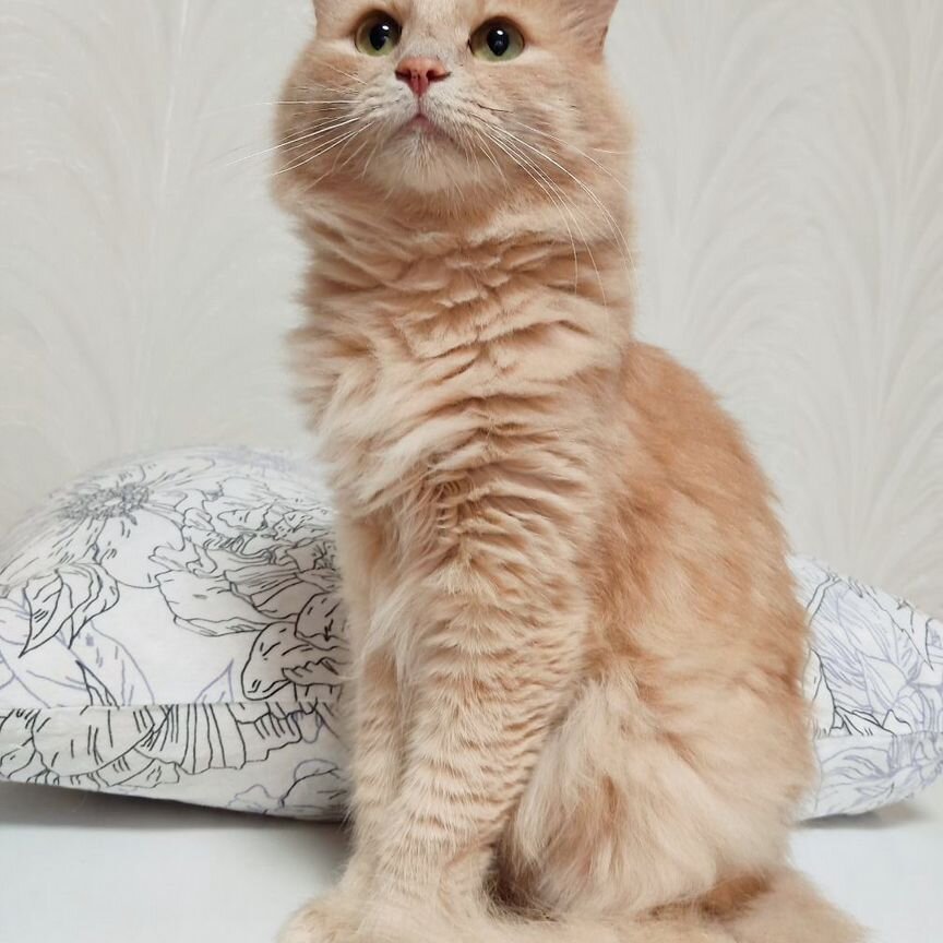Кот в добрые руки
