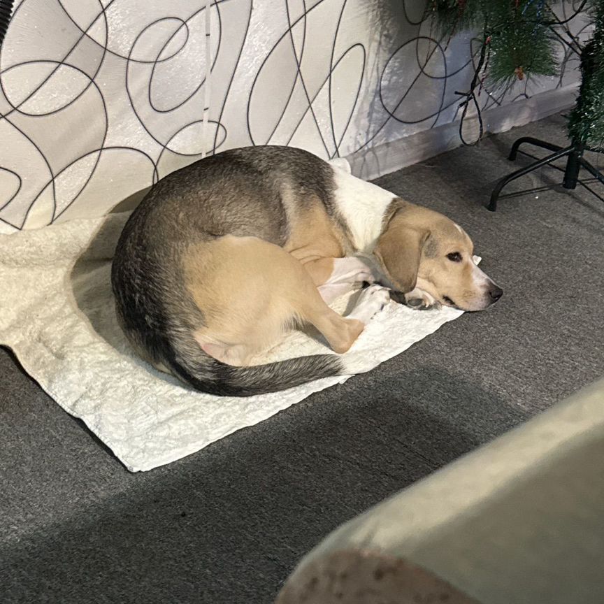 Взрослая собака в добрые руки