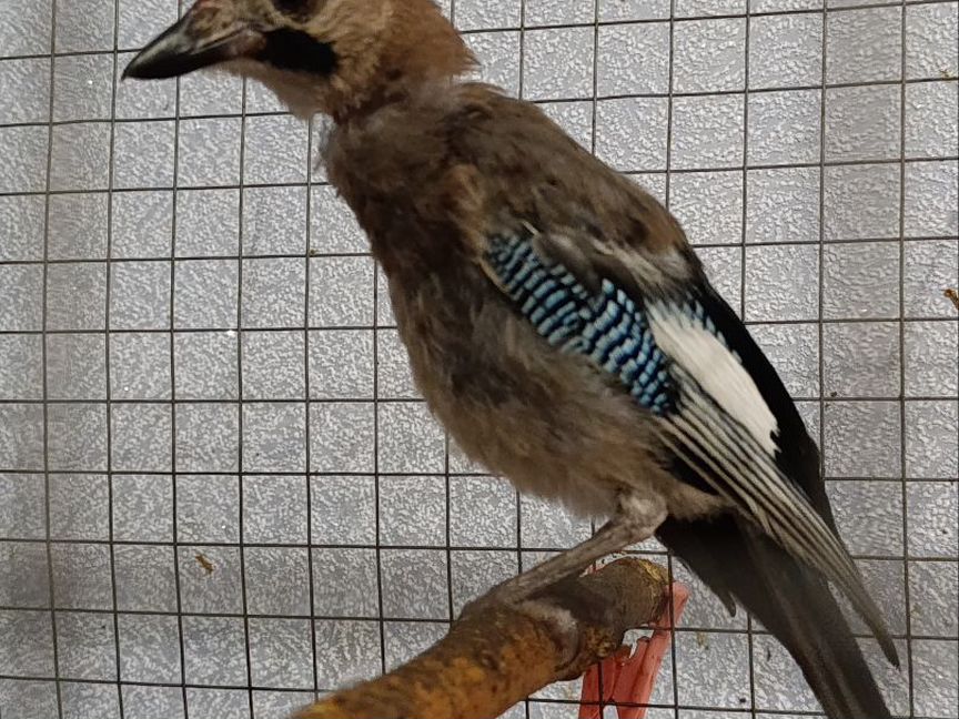 Сойка птица