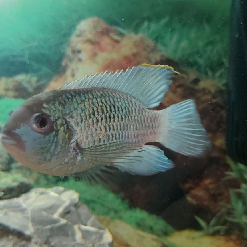 Цихлазома никарагуанская, Нанакара