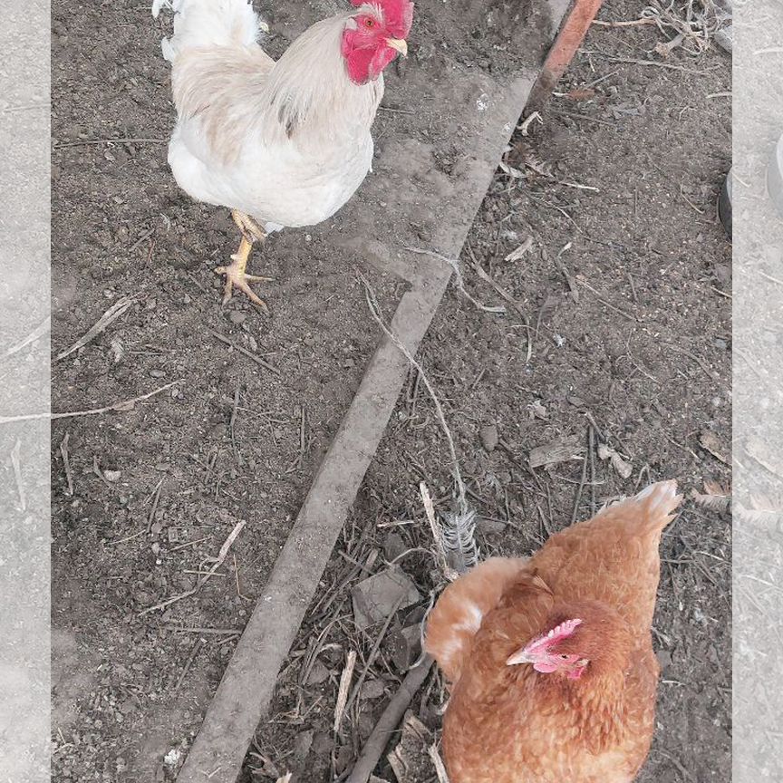 Молодые петухи