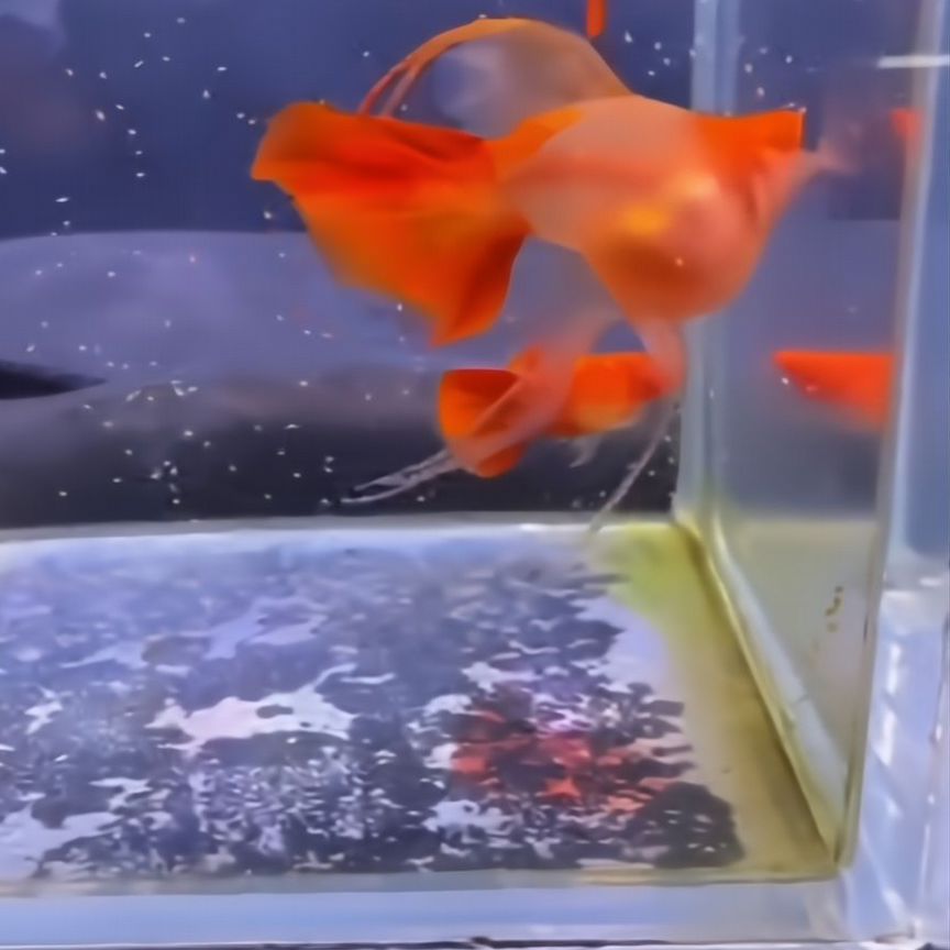 Гуппи чистая линия