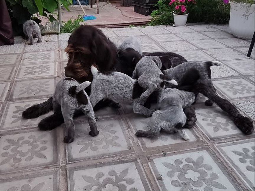 Щенки дратхара продажа