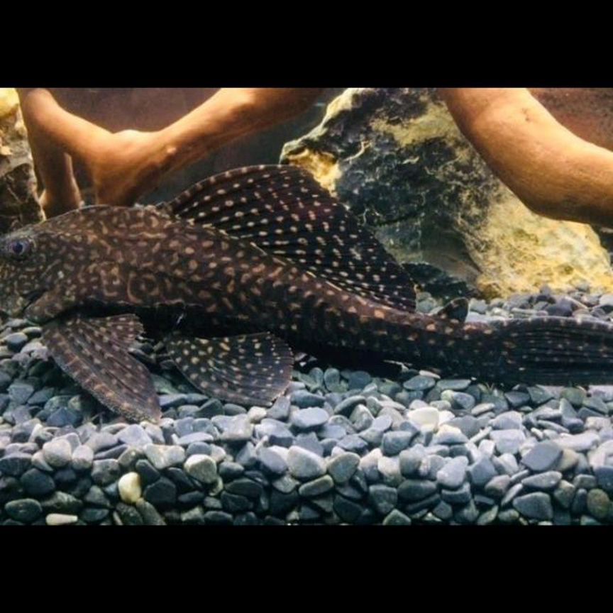 Сом анциструс