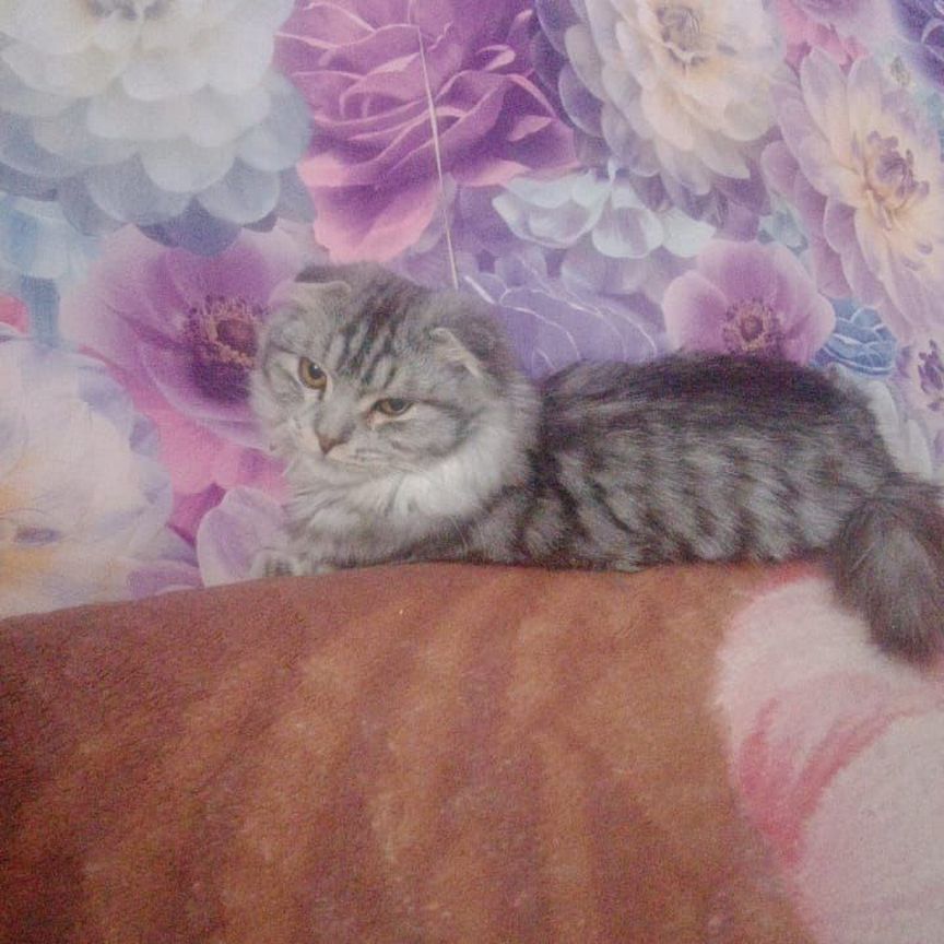 Кот